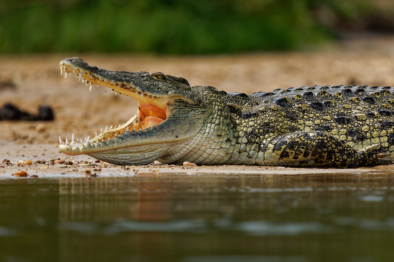 Bientôt une prison entourée de crocodiles?