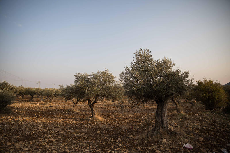 Judée-Samarie : Opération d'envergure contre des plantations illégales