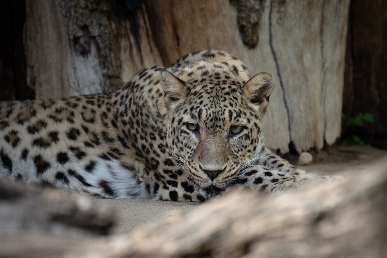 Mort d'un employé du zoo de Jérusalem: le léopard restera au zoo