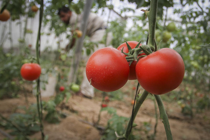 Tomates résistantes à 45°C : l'innovation israélienne qui pourrait ...