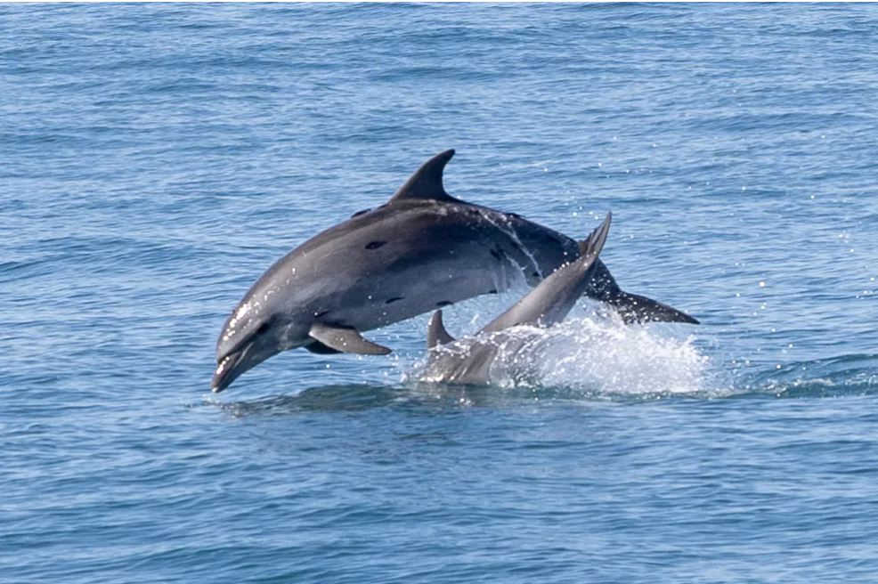 Un spectacle à couper le souffle: une troupe de 20 dauphins interagit ...